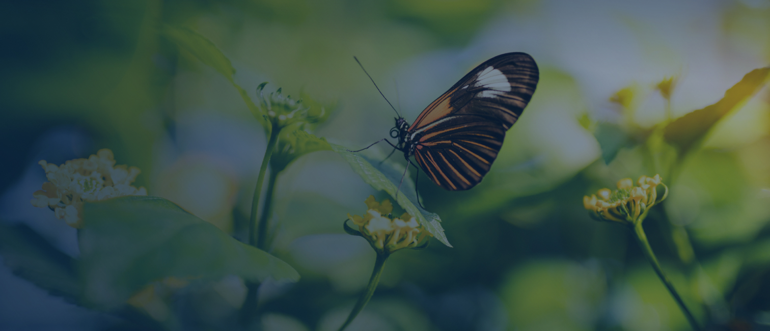 Only Bugs - Know Your Bugs, Choose Your Experts.